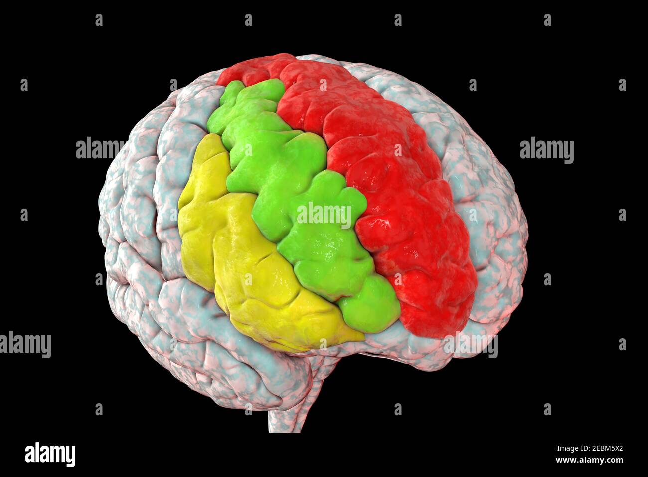 Human brain with highlighted frontal gyri, illustration Stock Photo - Alamy