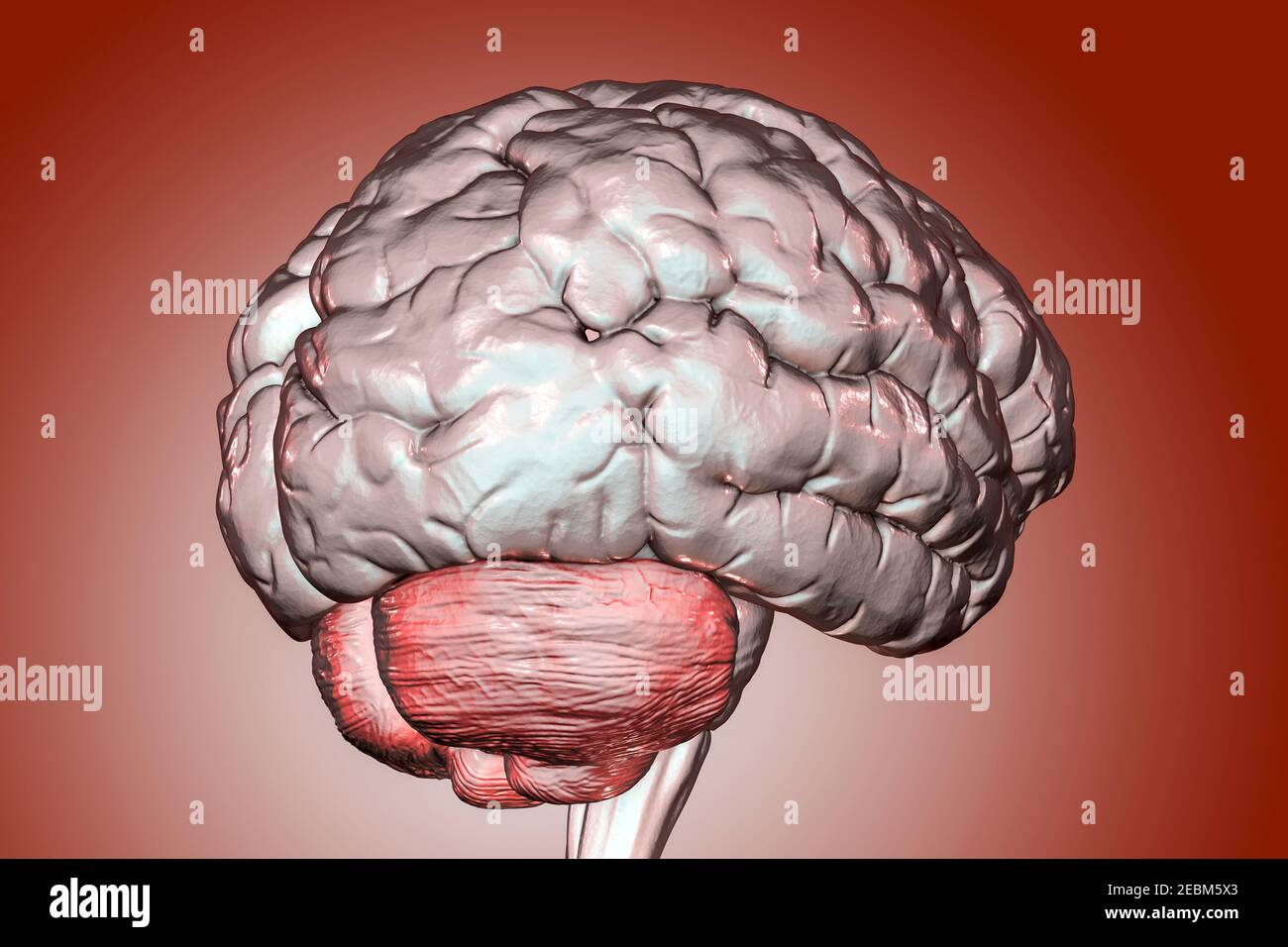 Human brain with highlighted cerebellum, illustration Stock Photo - Alamy