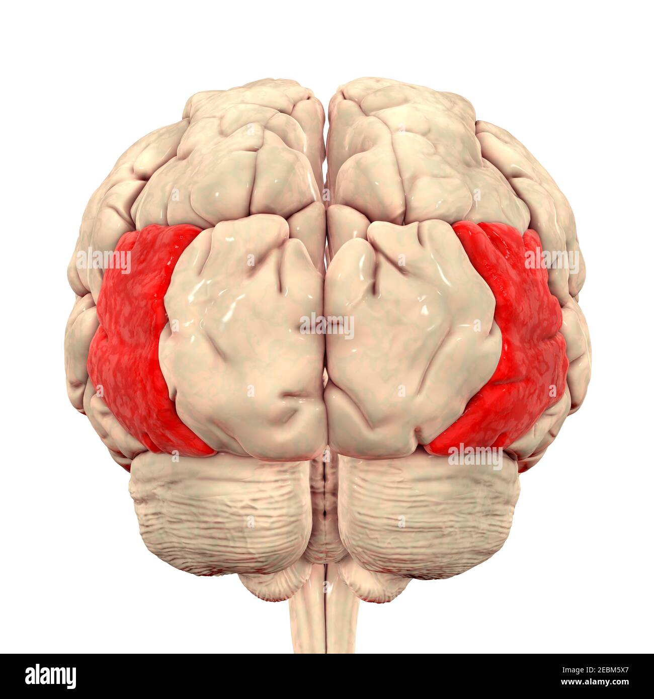 Lateral Occipital Gyrus Neuroanatomy Online: Lab 1 Overview Of The