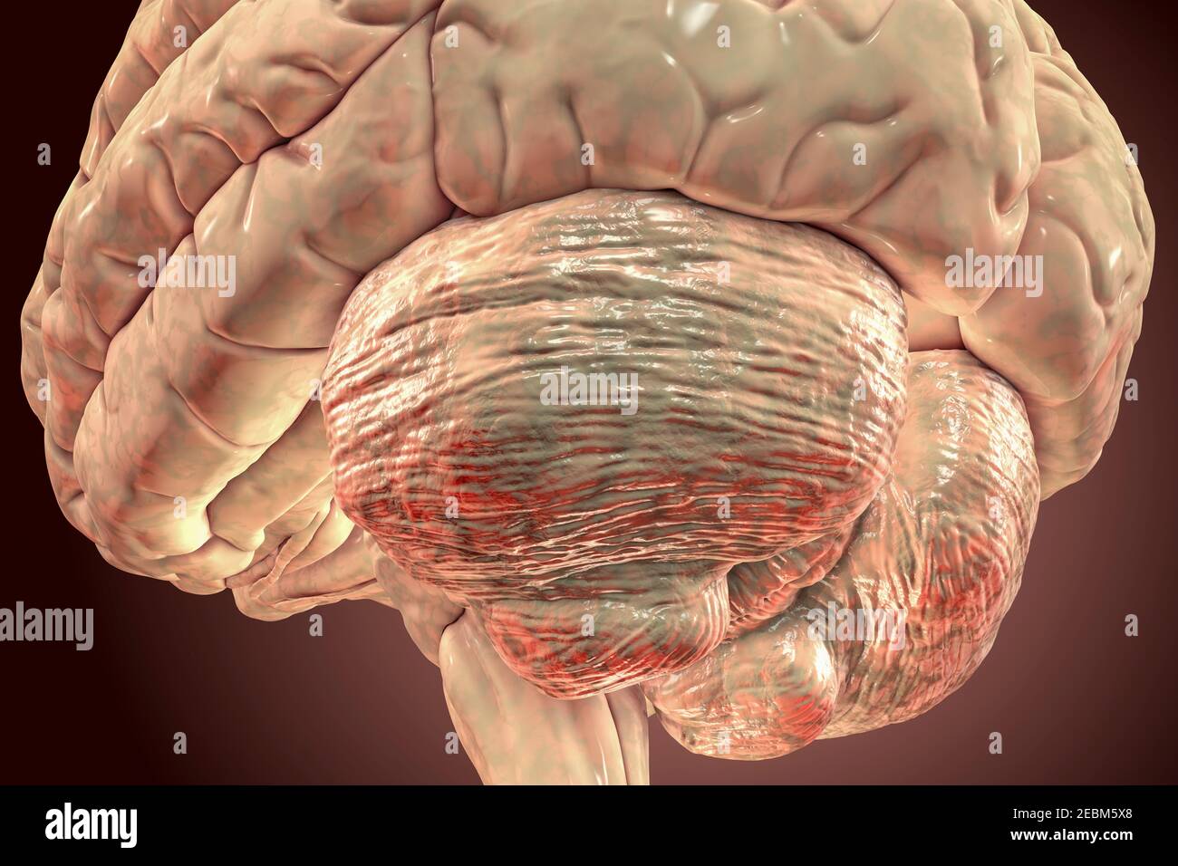 Human brain with highlighted cerebellum, illustration Stock Photo - Alamy
