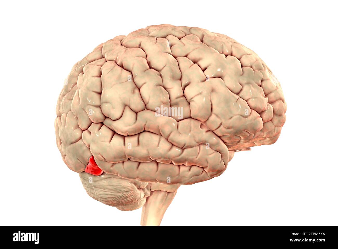 Human Brain Labeled Inferior View