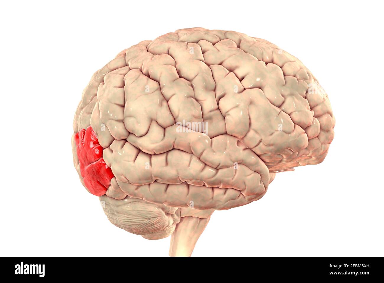 Brain with highlighted lateral occipital gyrus, illustration Stock ...