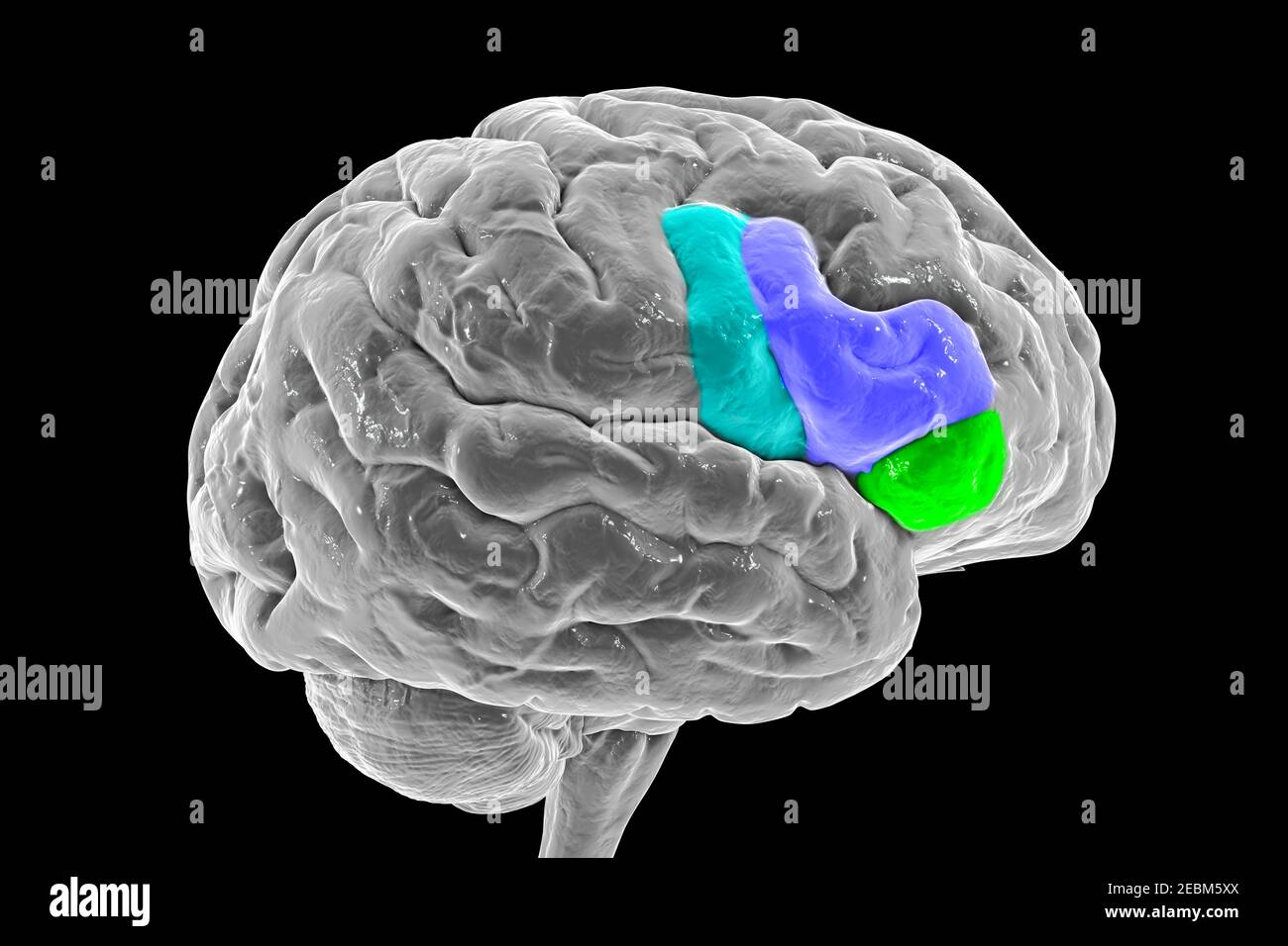 Brain Illustration Frontal