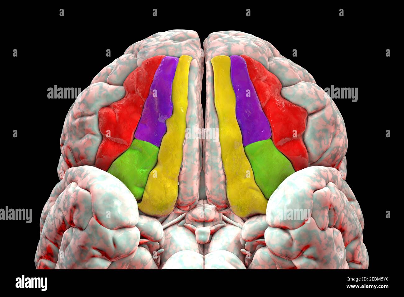 Anterior And Posterior View High Resolution Stock Photography and ...