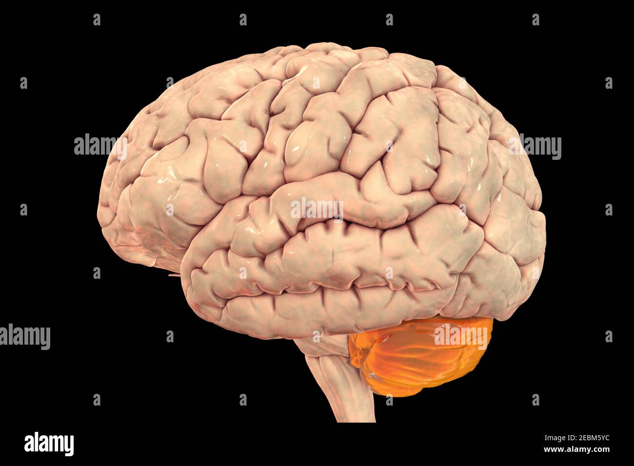 Human brain with highlighted cerebellum, illustration Stock Photo - Alamy Human brain with highlighted cerebellum, illustration Stock Photo - Alamy