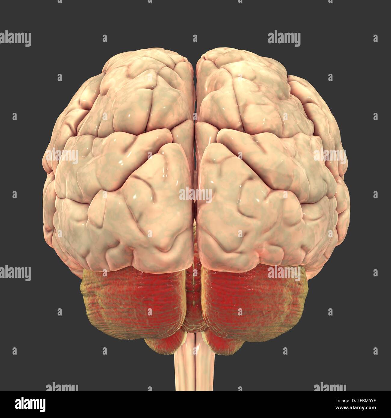Posterior View Of The Brain High Resolution Stock Photography and ...