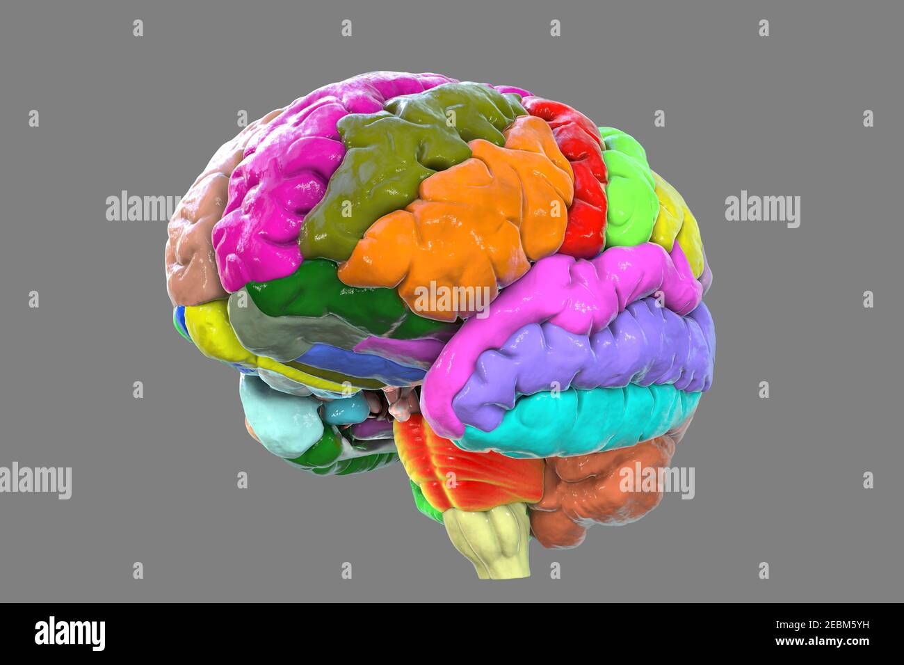 Human brain with gyri highlighted, illustration Stock Photo - Alamy