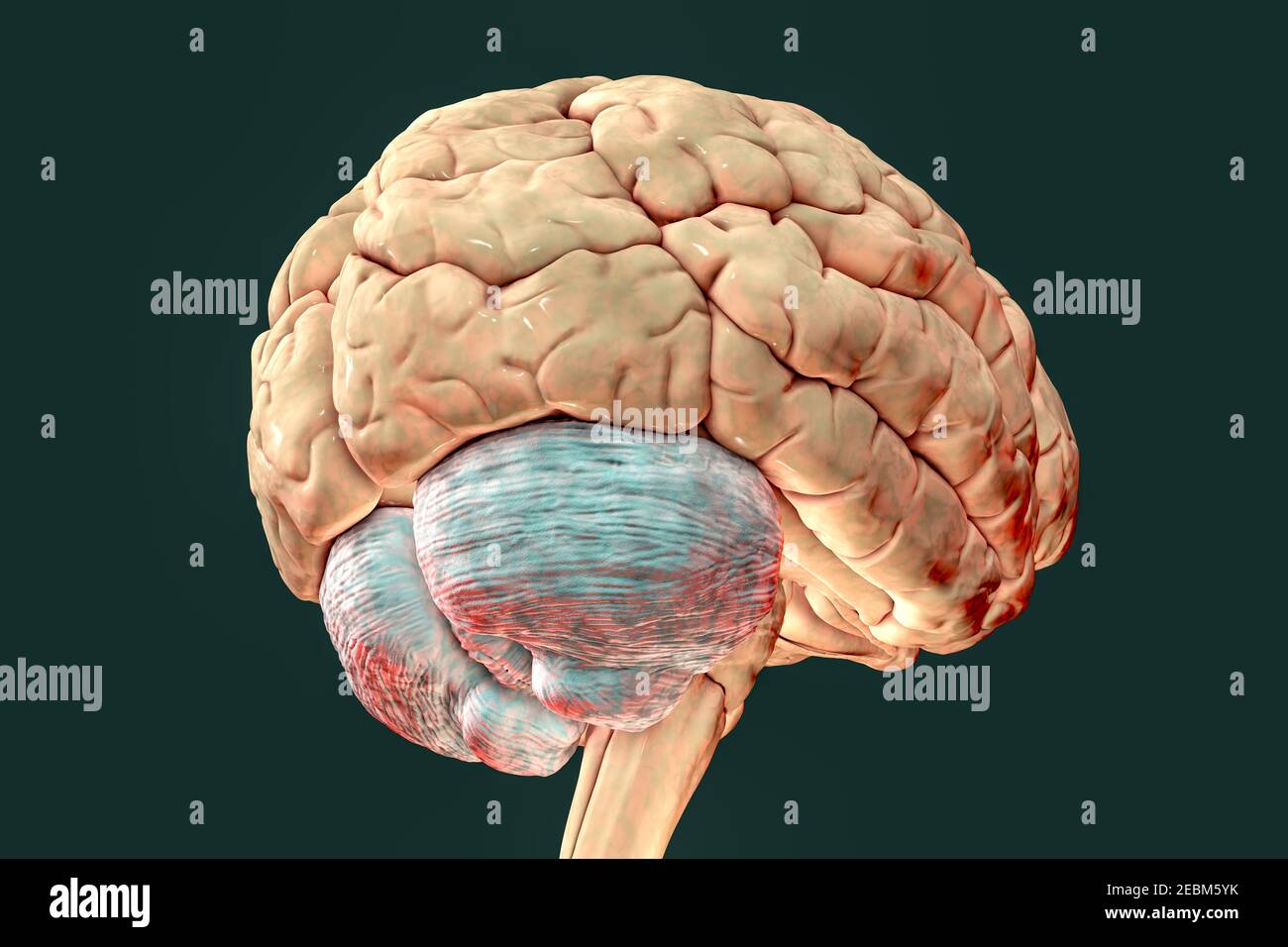 Human brain with highlighted cerebellum, illustration Stock Photo - Alamy