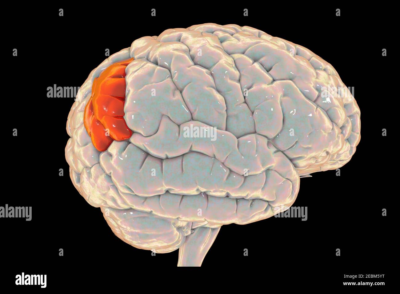 Human brain with highlighted angular gyrus, illustration Stock Photo ...