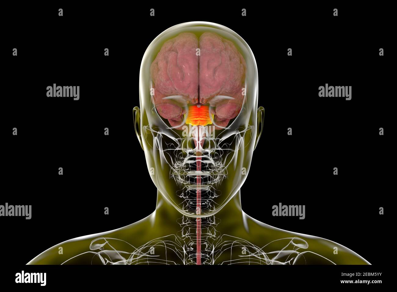Pons of human brain, illustration Stock Photo - Alamy