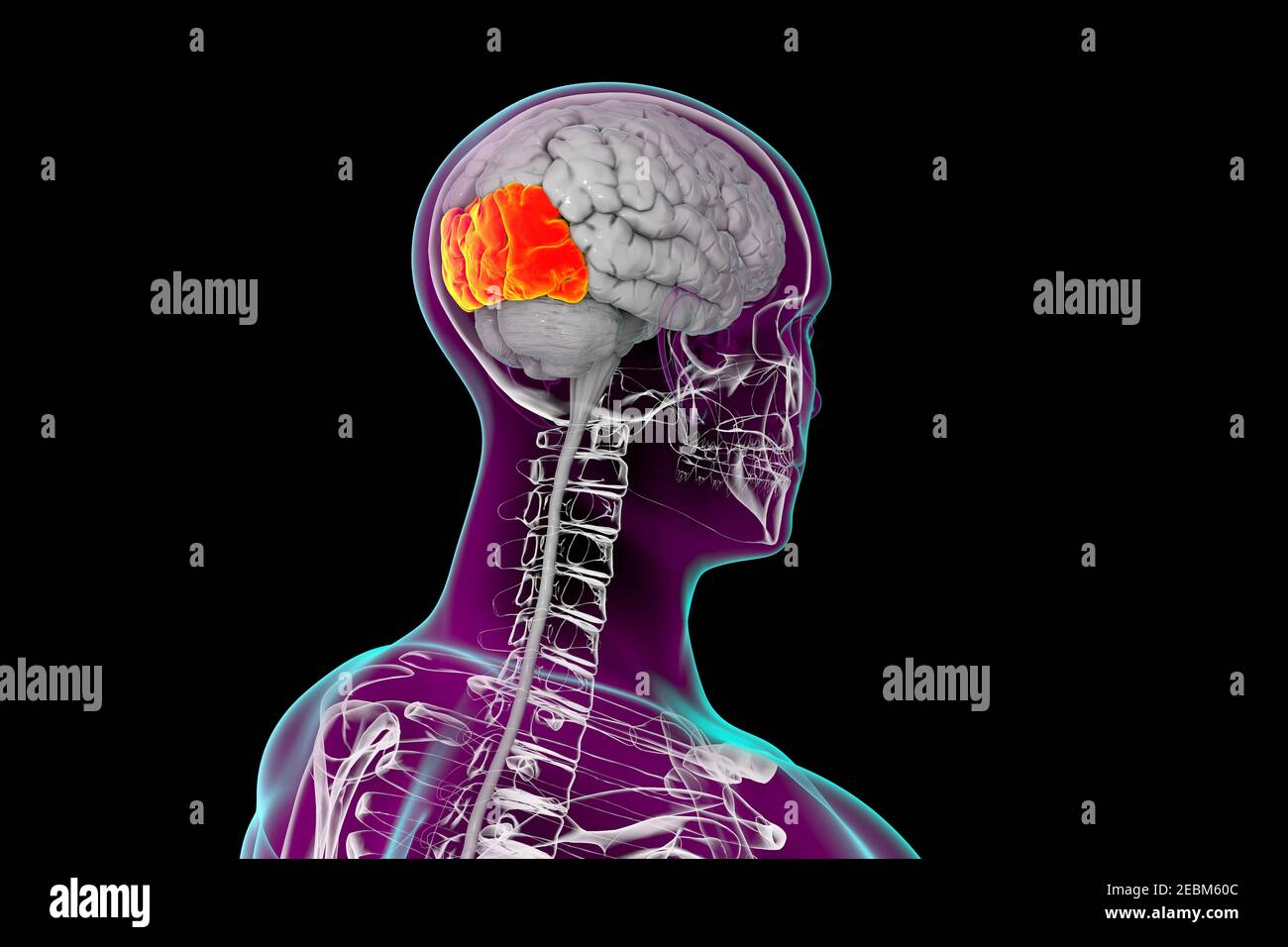 Human brain with highlighted occipital lobes, illustration Stock Photo ...
