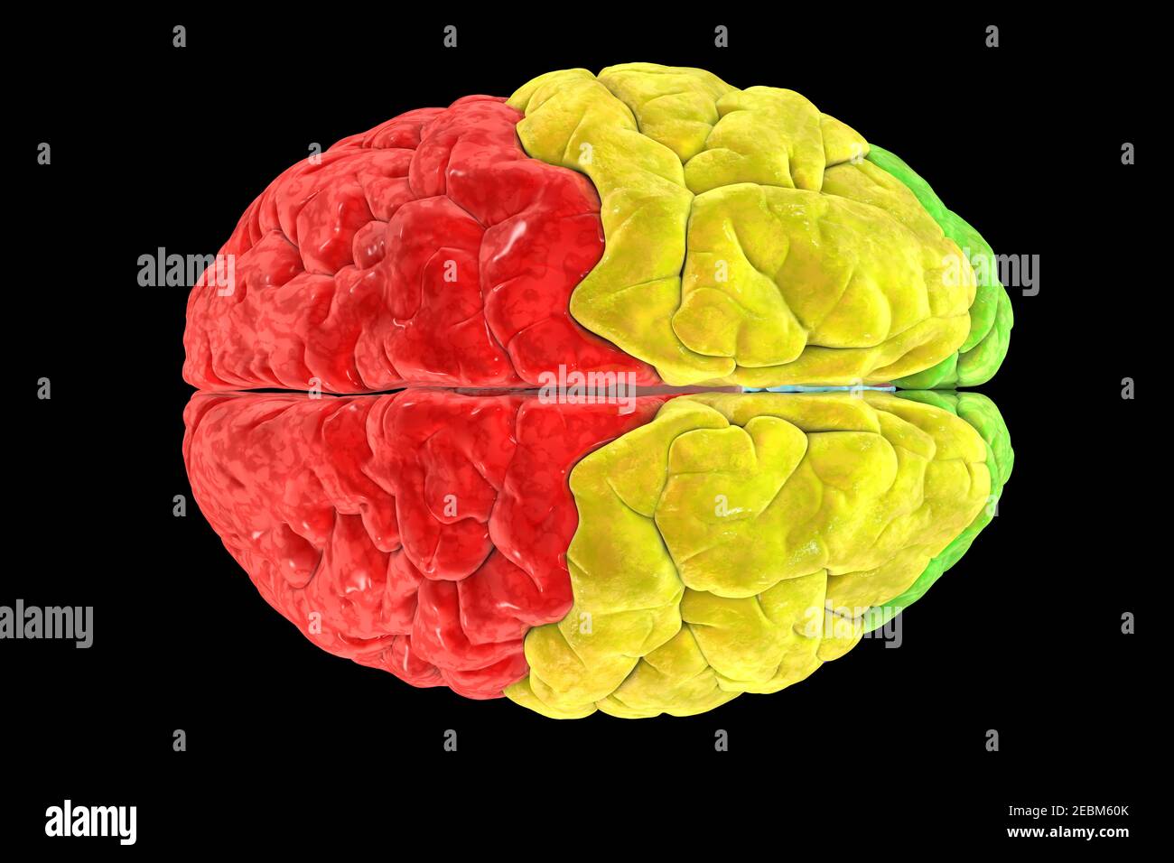 Lobes of the human brain, illustration Stock Photo - Alamy