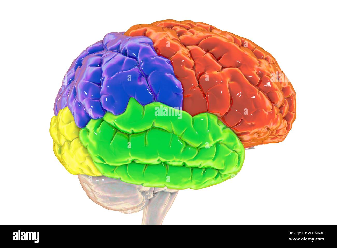 Frontal lobes hi-res stock photography and images - Alamy