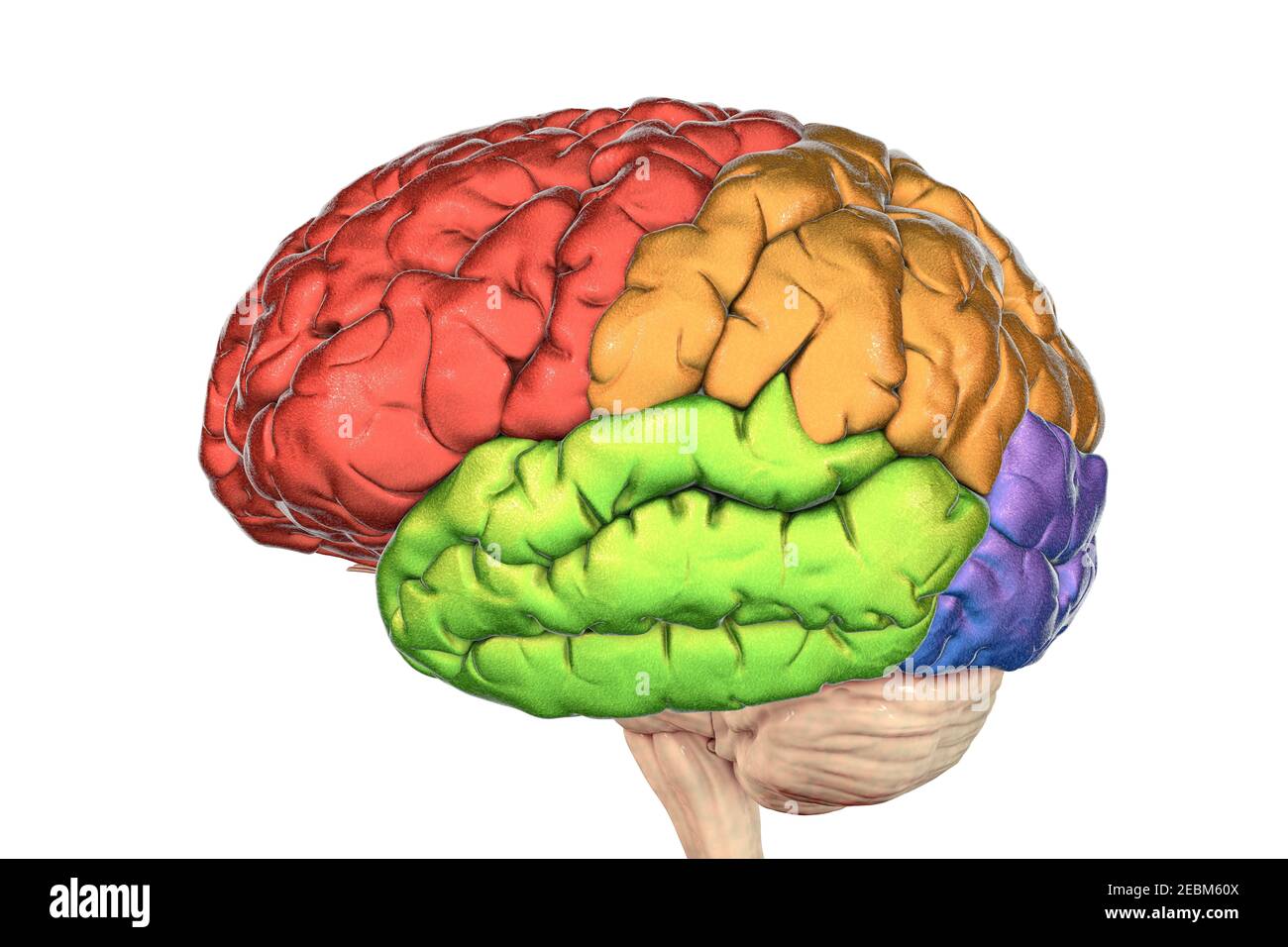 Lobes Of The Brain