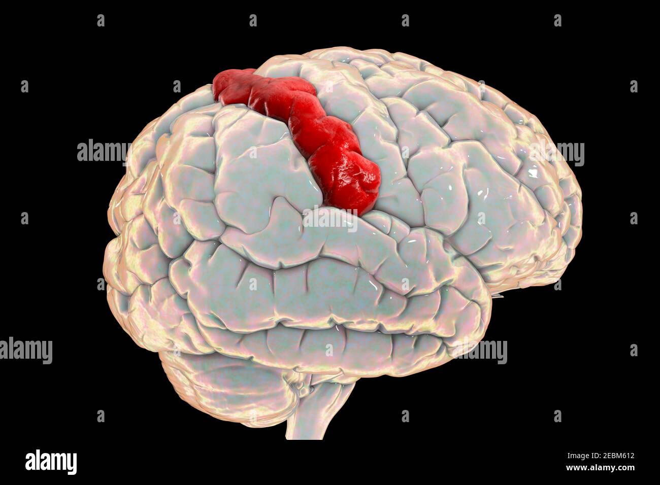 Human brain with highlighted postcentral gyrus, illustration Stock ...
