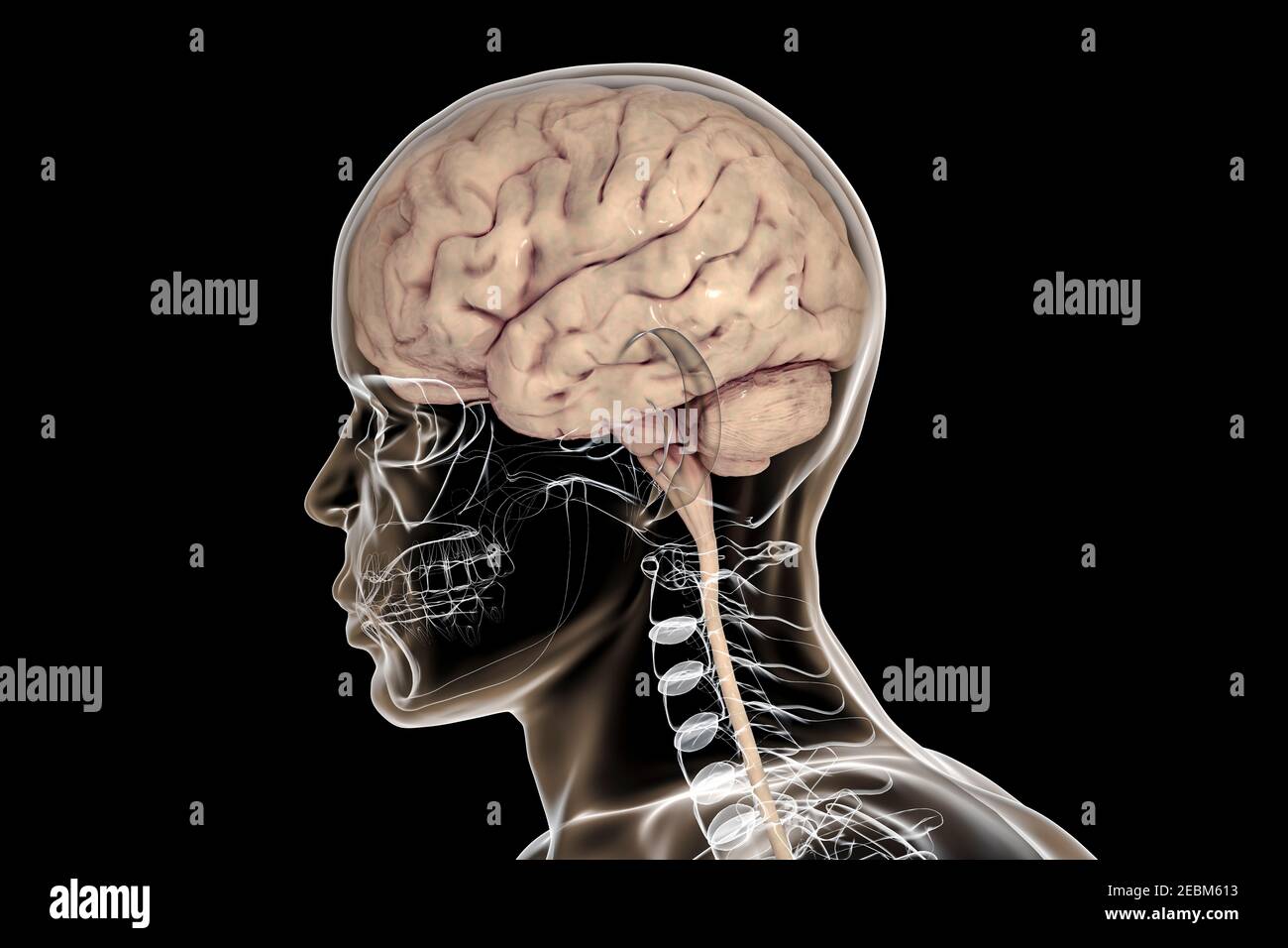 Brain Nerves Side View