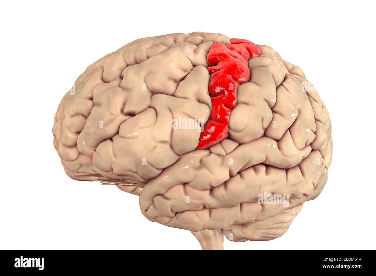 Precentral gyri Cut Out Stock Images & Pictures - Alamy
