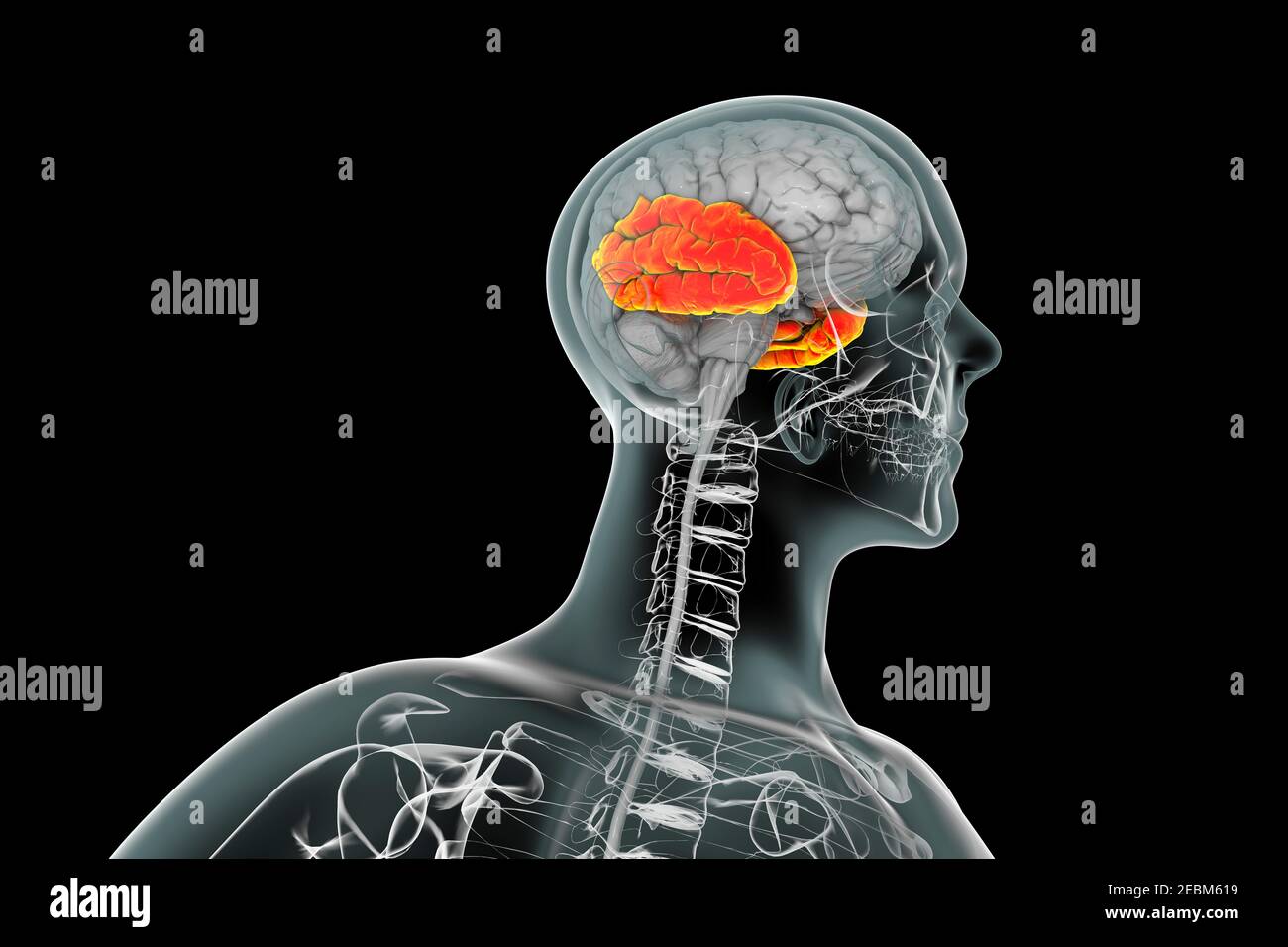 Human brain with highlighted temporal lobe, illustration Stock Photo ...