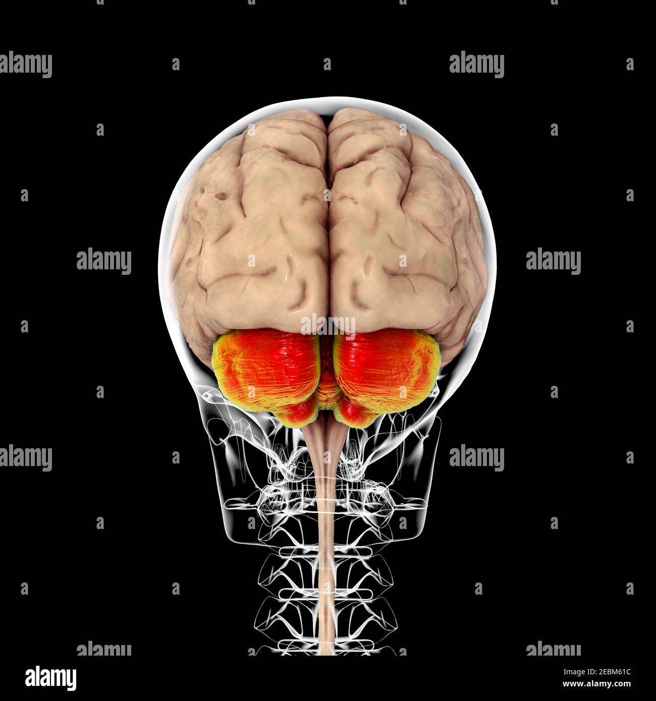 Human brain with highlighted cerebellum, illustration Stock Photo - Alamy