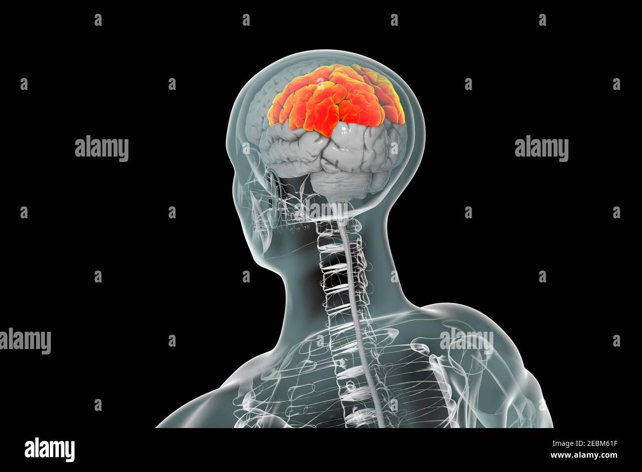 Human brain with highlighted parietal lobe, illustration Stock Photo ...