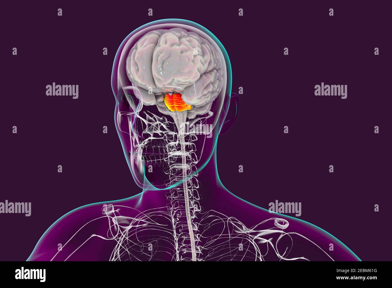 Pons Brain High Resolution Stock Photography and Images - Alamy