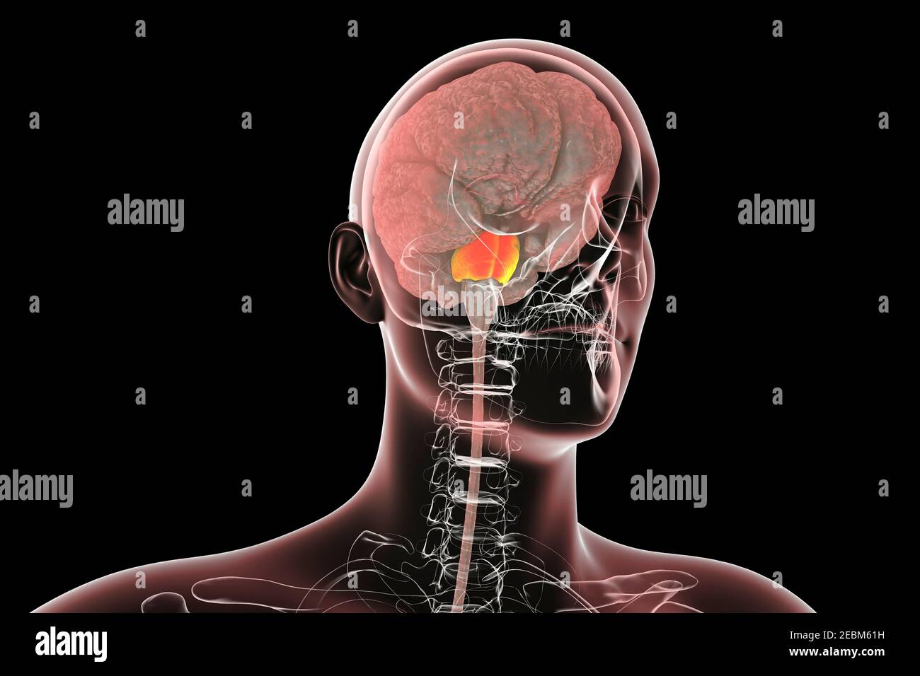 Pons of human brain, illustration Stock Photo - Alamy