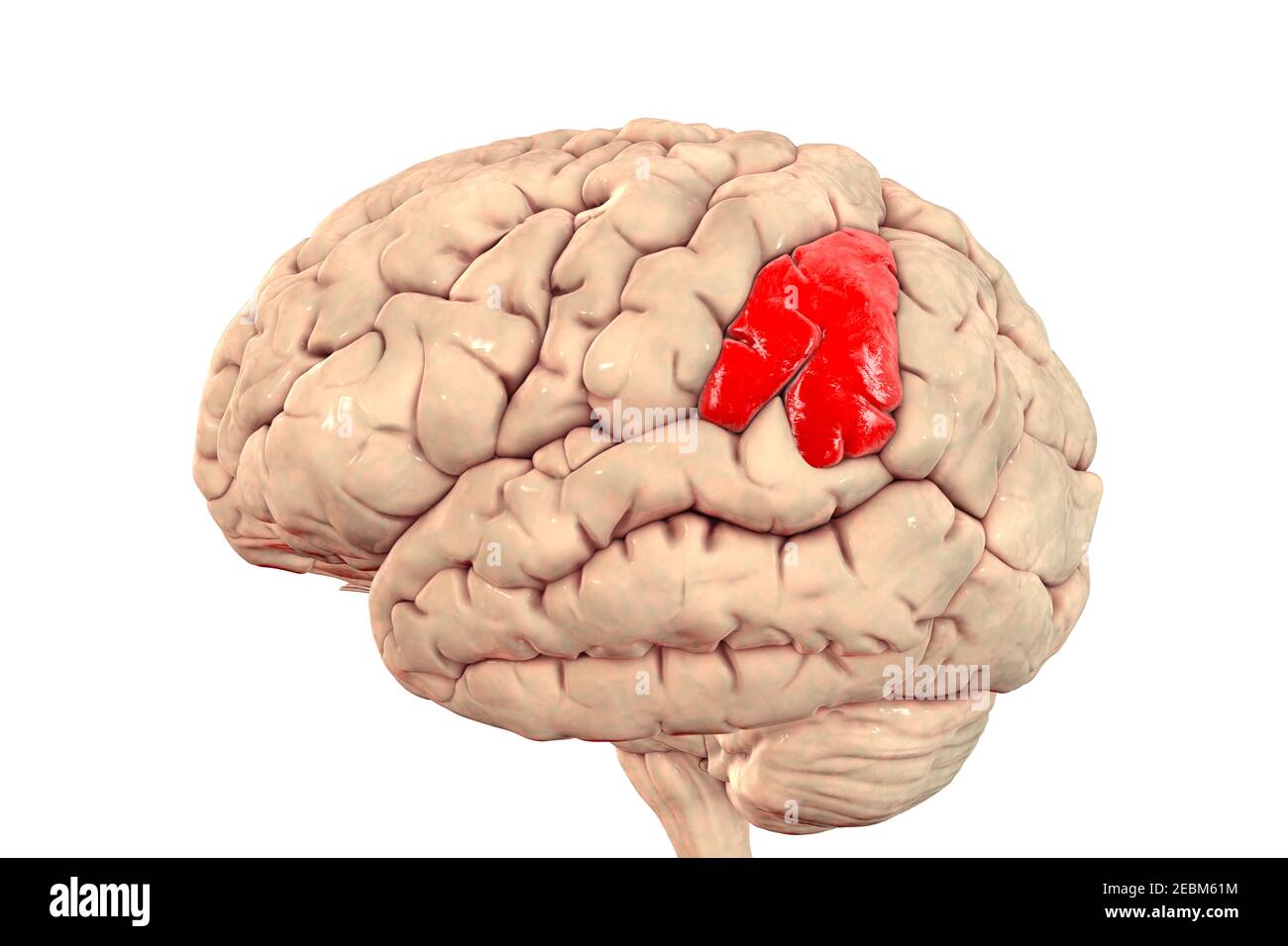 Brain with highlighted supramarginal gyrus, illustration Stock Photo ...