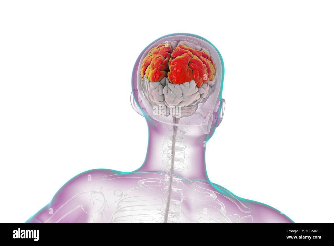 Human brain with highlighted parietal lobe, illustration Stock Photo ...