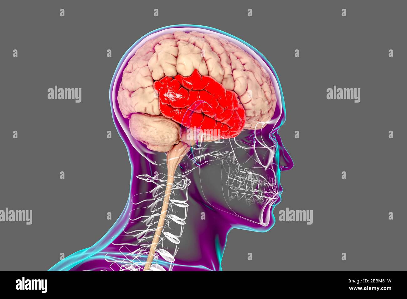 Human brain with highlighted temporal lobe, illustration Stock Photo ...