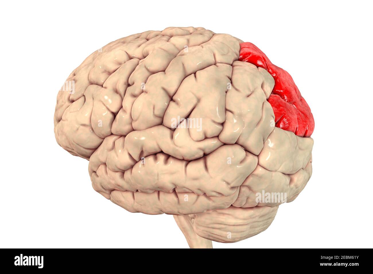 Superior Parietal Lobule Mri