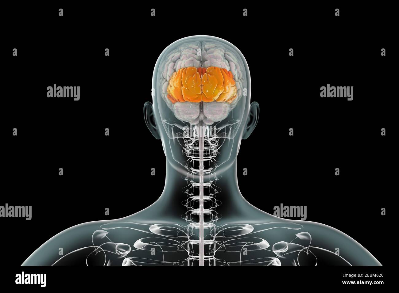 Occipital posterior hi-res stock photography and images - Alamy