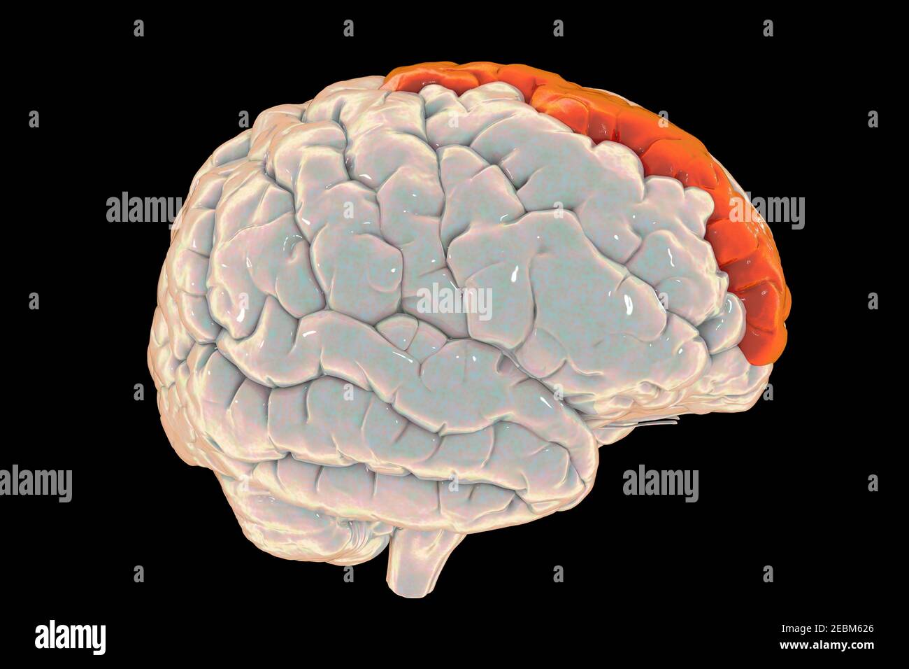 Brain with highlighted superior frontal gyrus, illustration Stock Photo ...