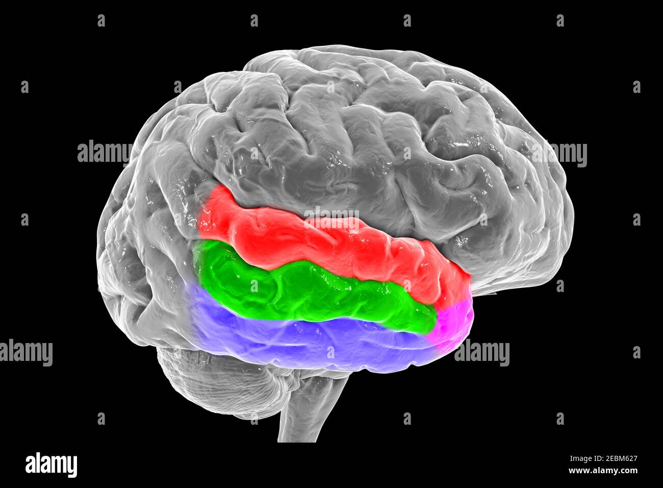 Human brain with highlighted temporal gyri, illustration Stock Photo ...