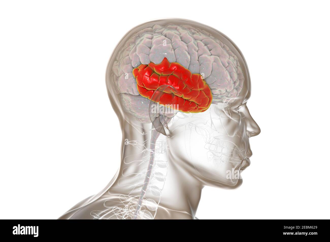 Human brain with highlighted temporal lobe, illustration Stock Photo ...