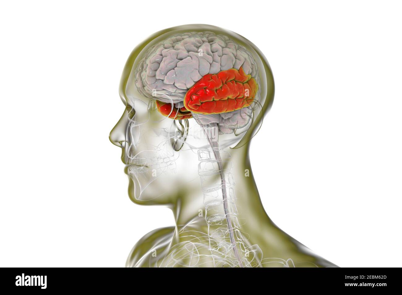 Human brain with highlighted temporal lobe, illustration Stock Photo ...