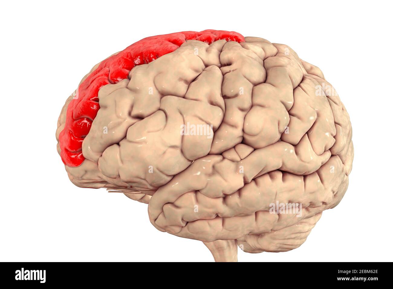 Brain with highlighted superior frontal gyrus, illustration Stock Photo ...