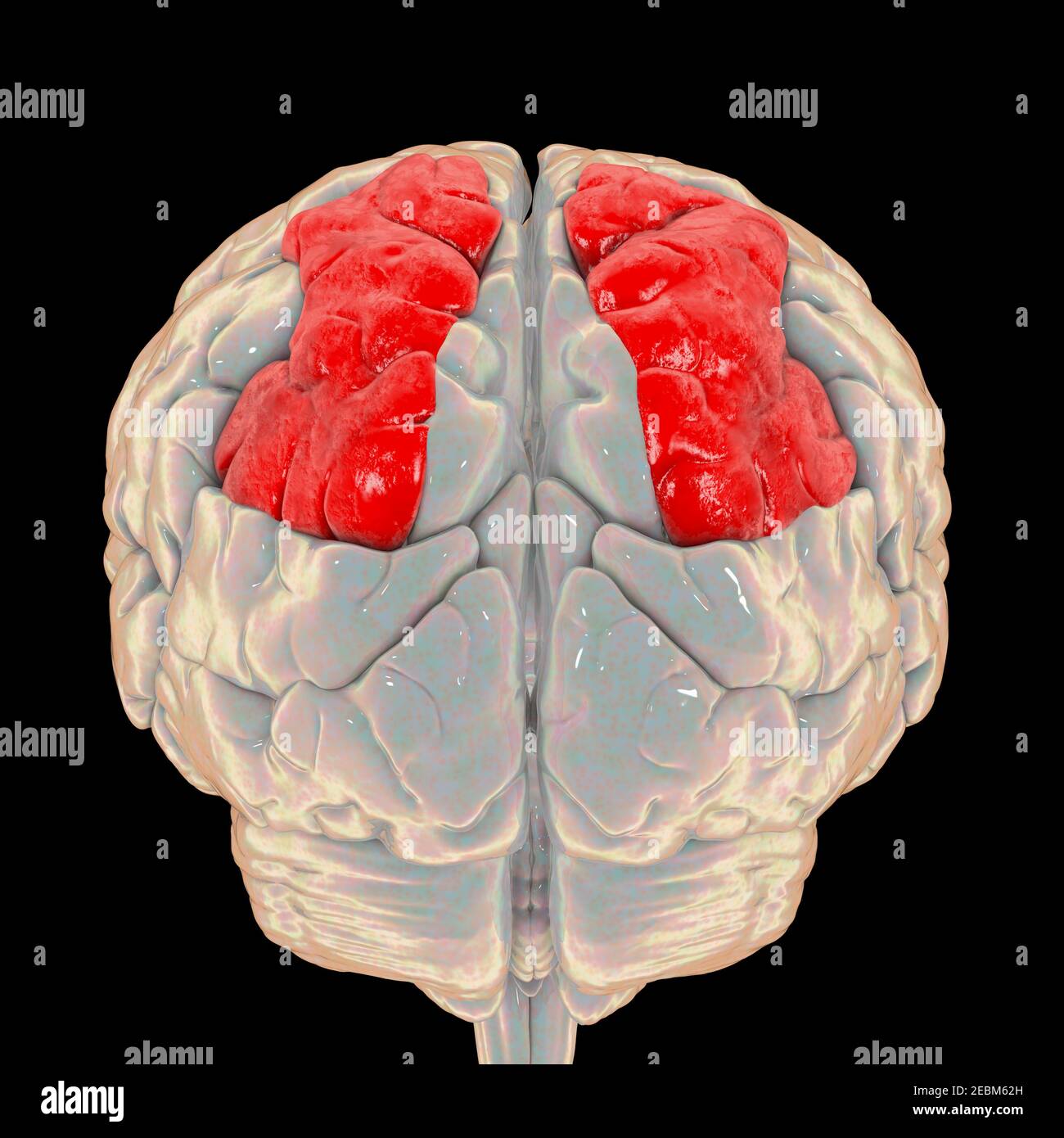 Brain highlighting superior parietal lobule, illustration Stock Photo ...