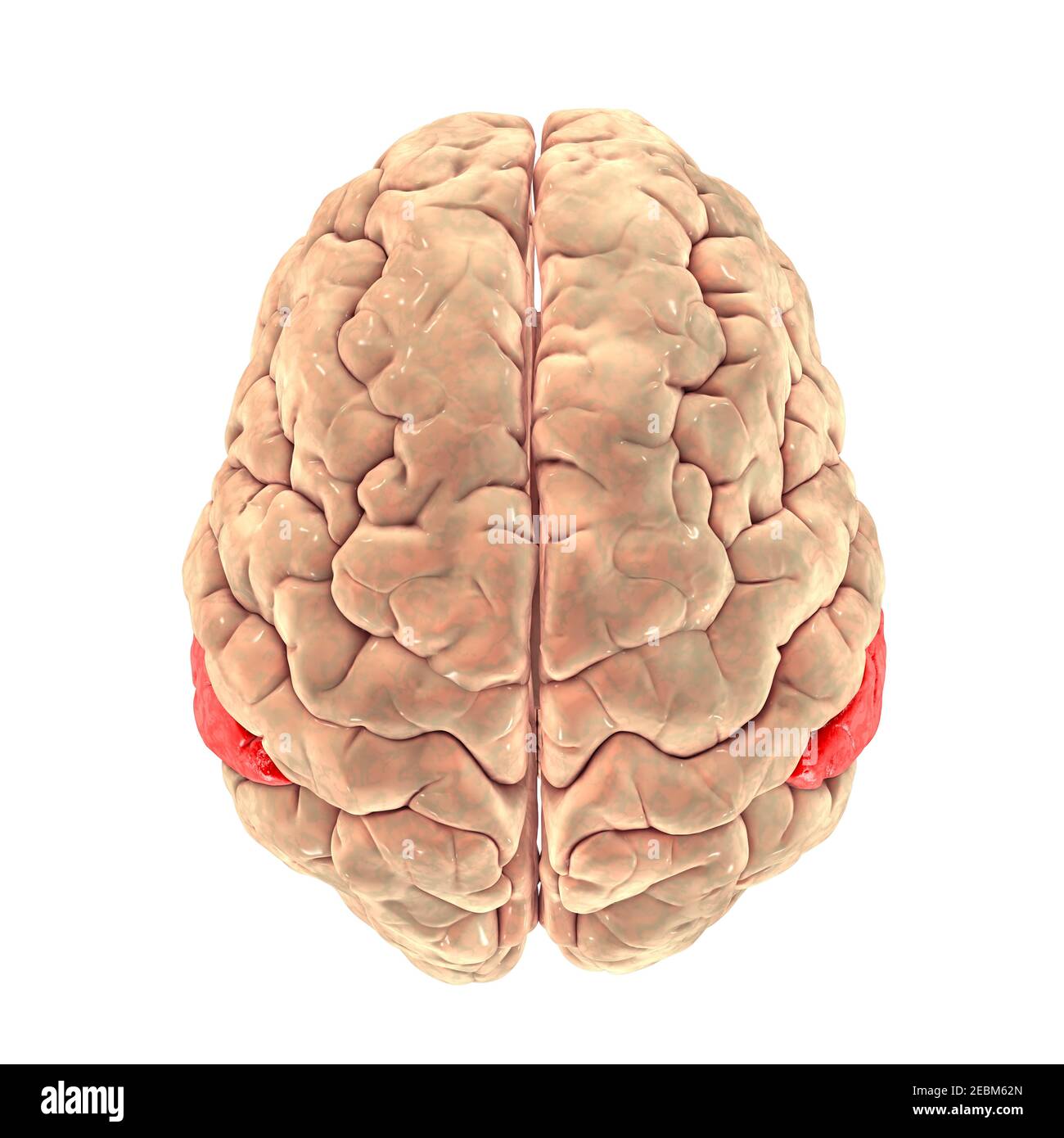 Brain with highlighted supramarginal gyrus, illustration Stock Photo ...