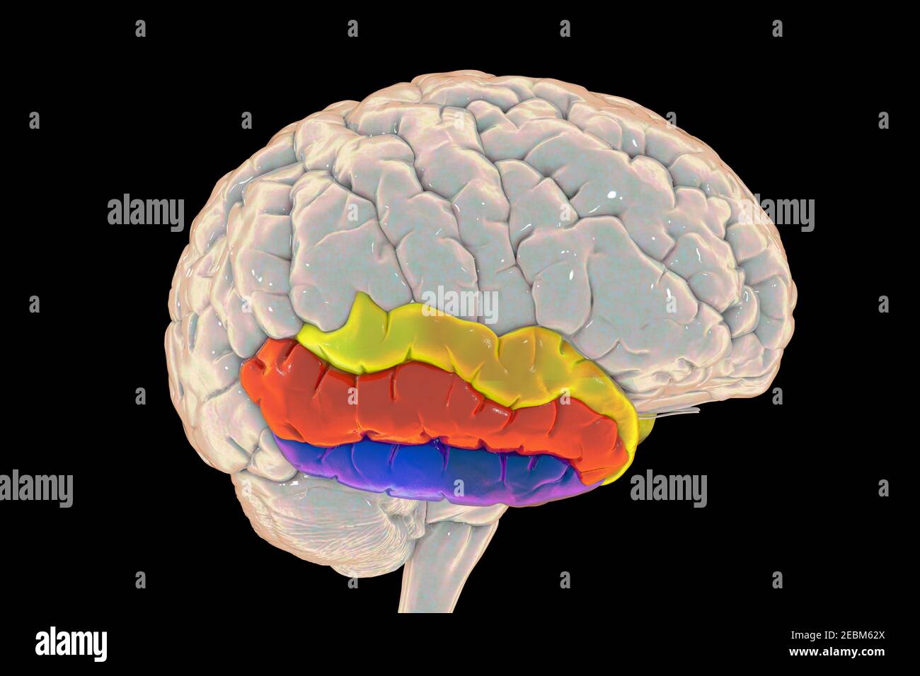 Human brain with highlighted temporal gyri, illustration Stock Photo ...