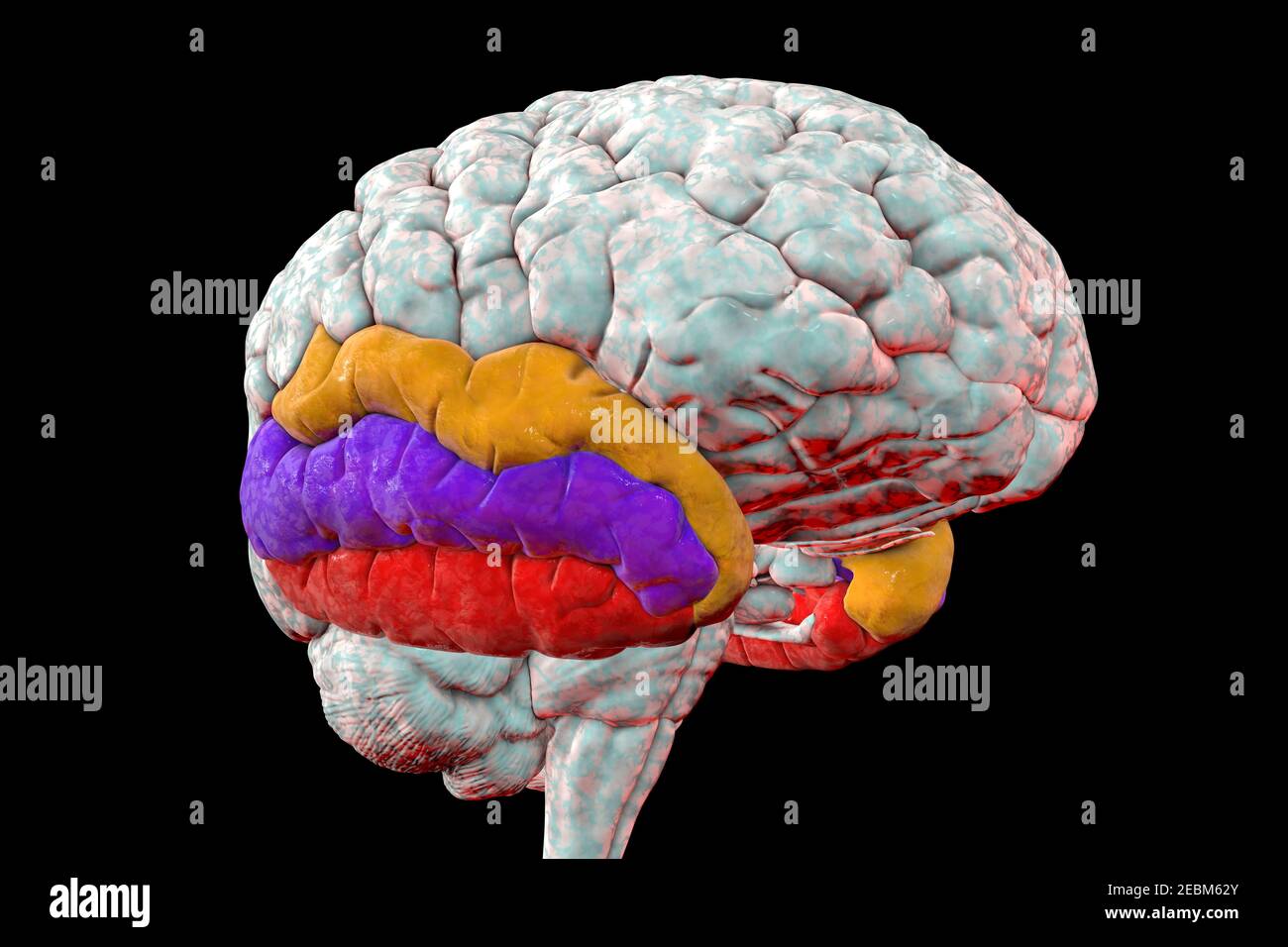 Human brain with highlighted temporal gyri, illustration Stock Photo ...
