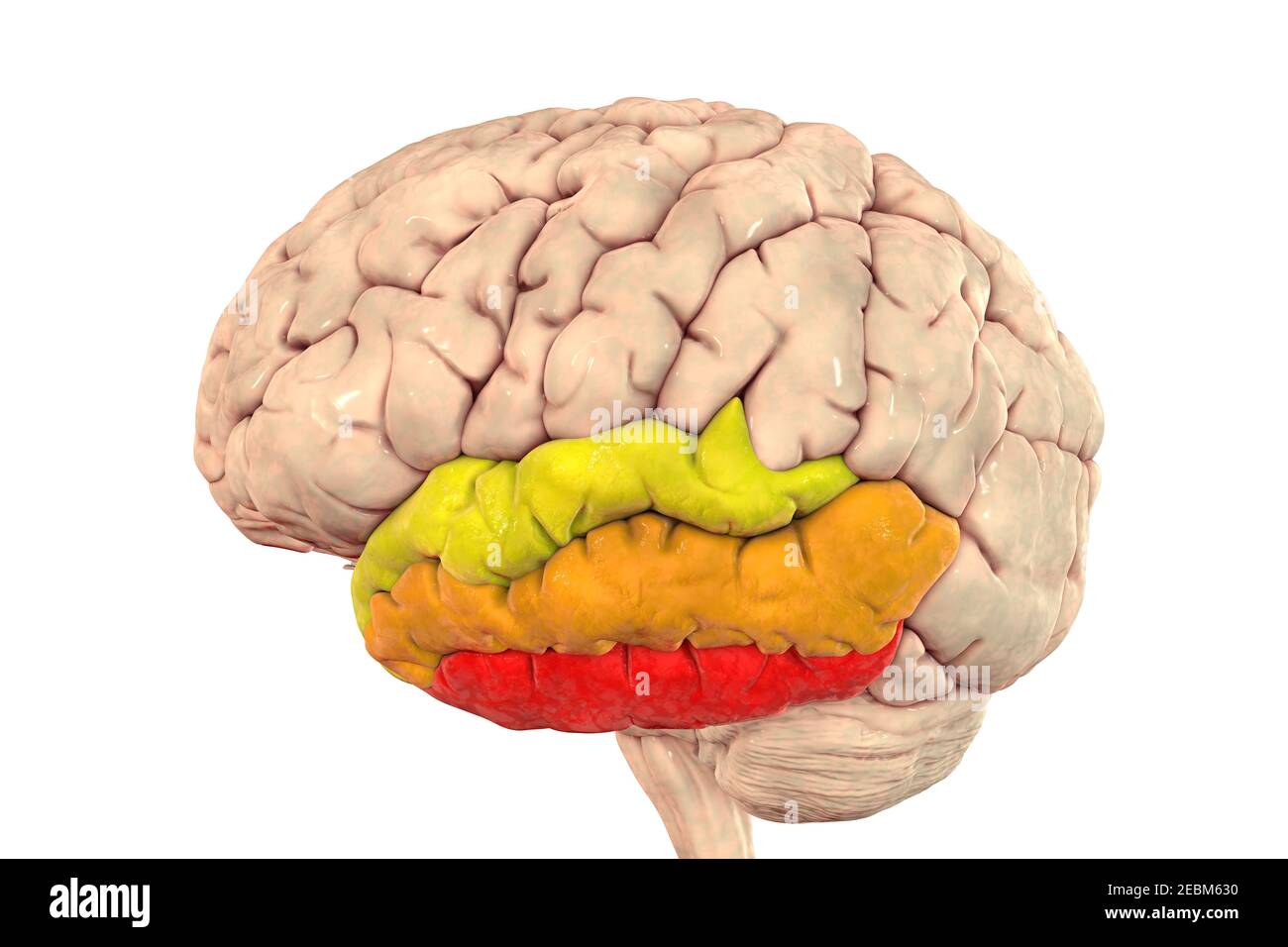 Human brain with highlighted temporal gyri, illustration Stock Photo ...