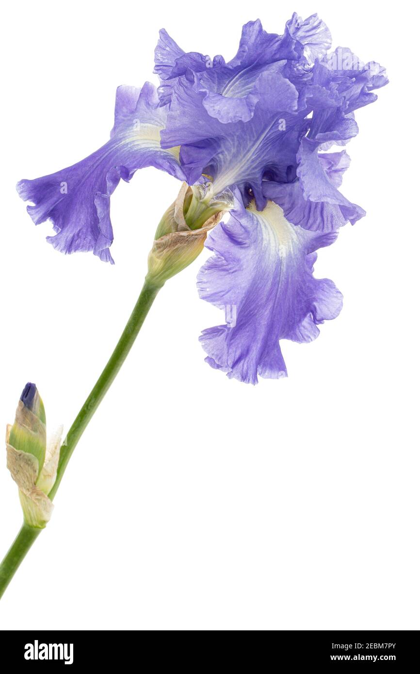 Violet flower of iris, isolated on white background Stock Photo - Alamy