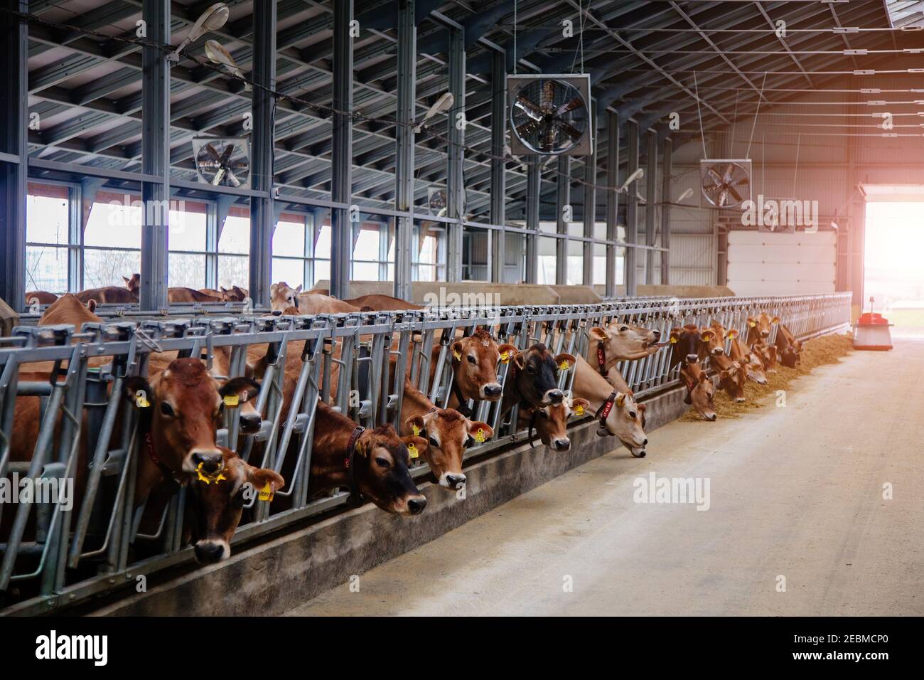 Jersey dairy cows in free livestock stall Stock Photo - Alamy