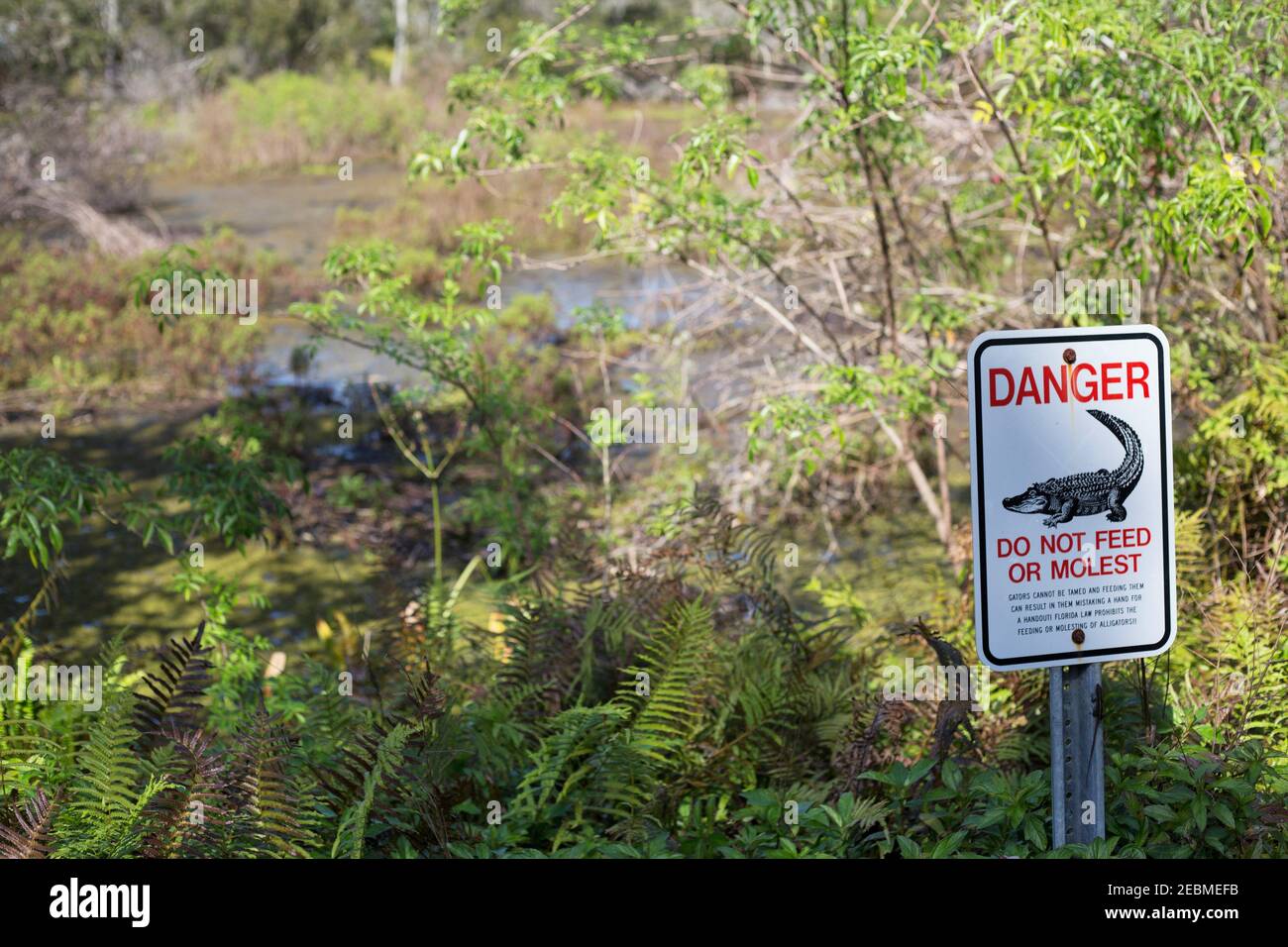 A sign next to a swampy area in Largo, Florida, warning people not to ...