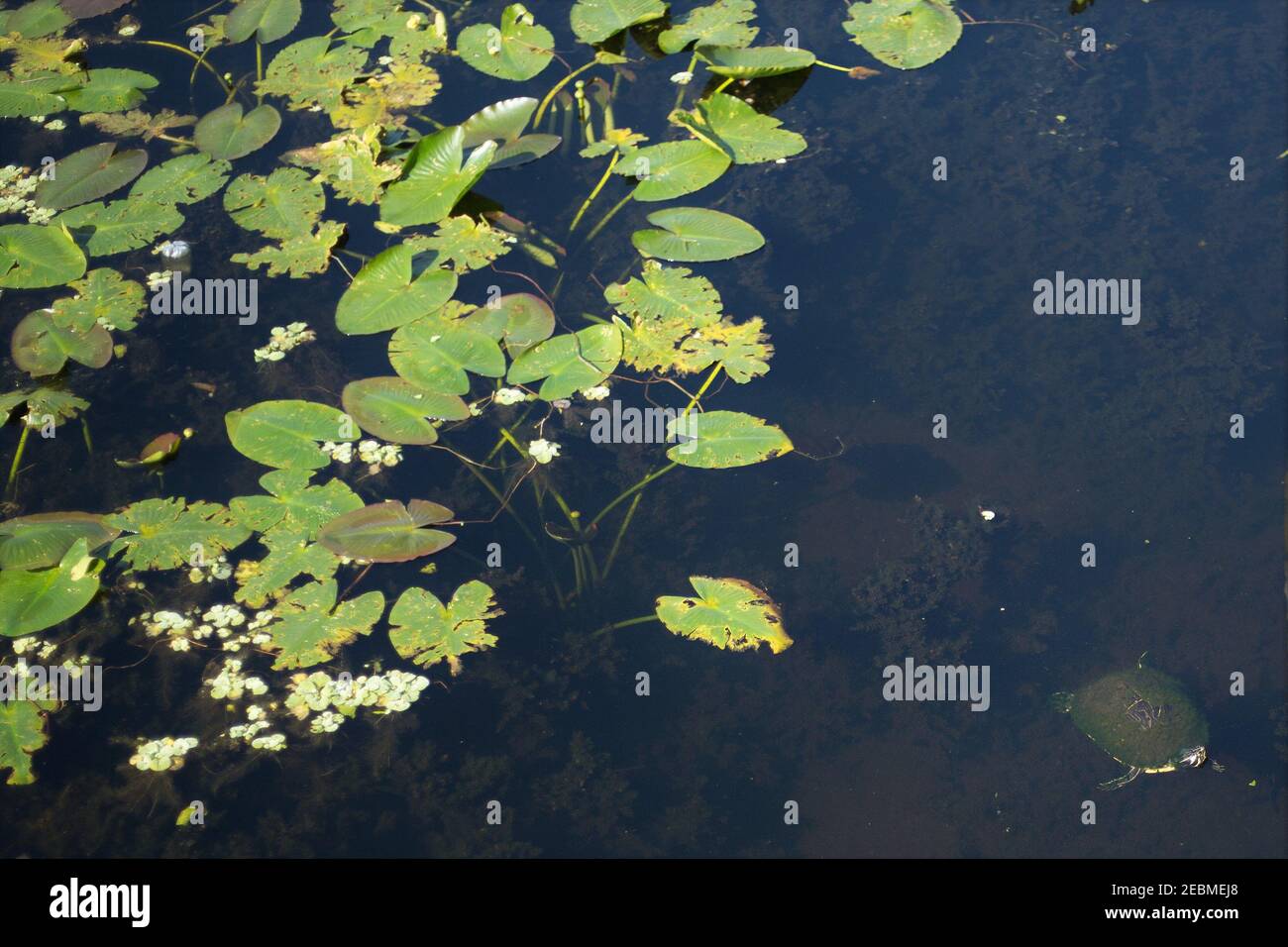 Turtle seen from above hi-res stock photography and images - Alamy