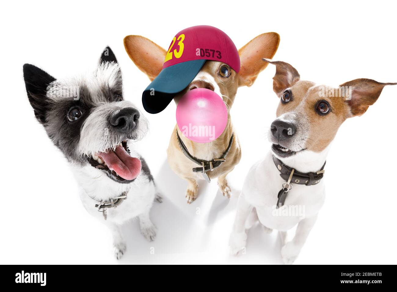 team group row of dogs taking a selfie isolated on white background ...