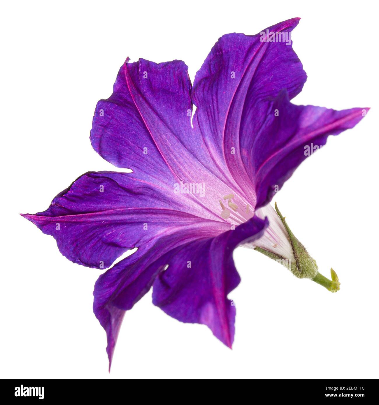 Violet clematis flower, isolated on white background Stock Photo - Alamy