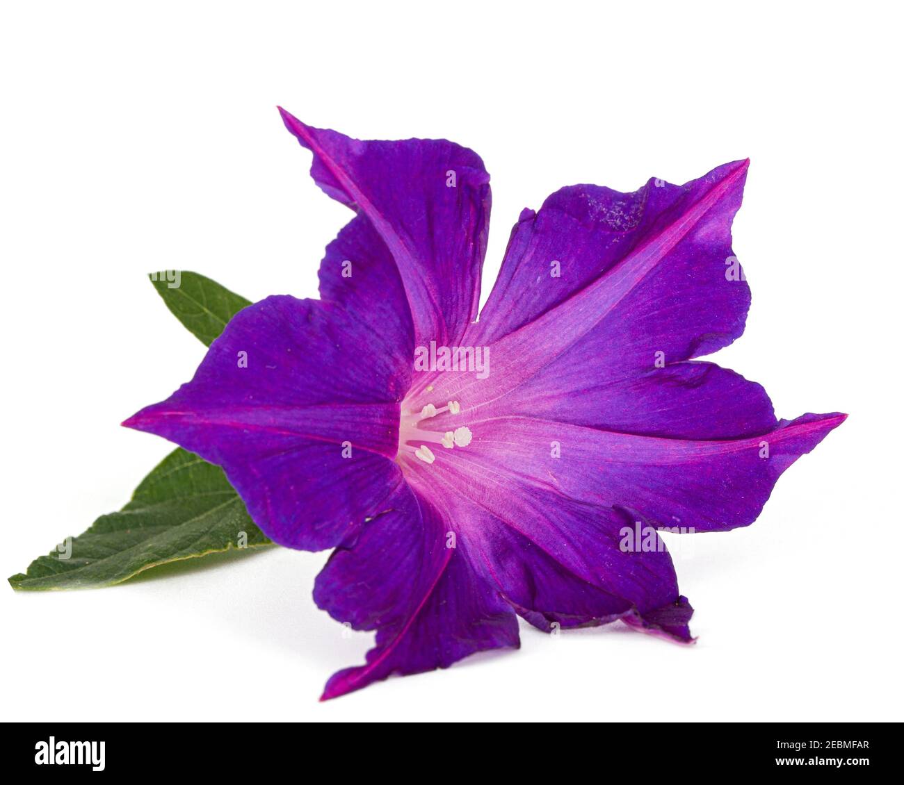 Violet clematis flower, isolated on white background Stock Photo - Alamy
