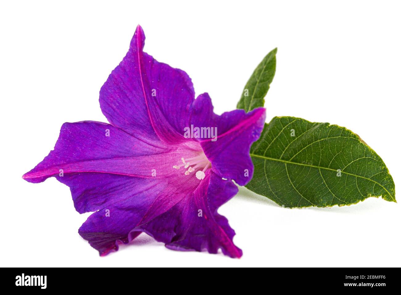 Violet clematis flower, isolated on white background Stock Photo - Alamy