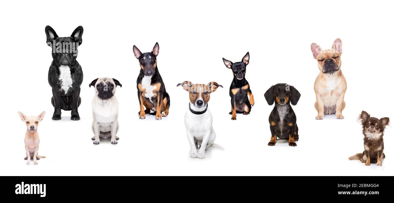team group row of dogs taking a selfie isolated on white background ...